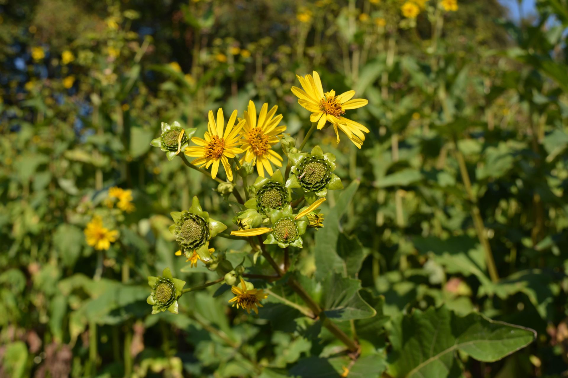 Durchwachsene Silphie kombiniert Ertragssicherheit im ...